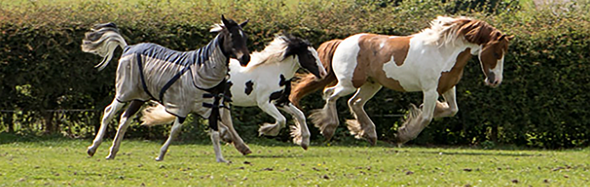 KidVision Virtual Field Trip: A Trip to the Horse Farm - Teach & Kids ...